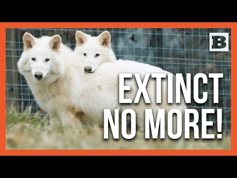 Texas Firm Revives Dire Wolves Using Cutting-Edge Science - Political ...