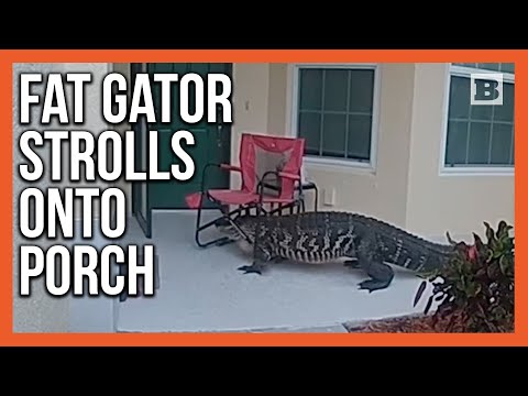 Florida's Gator Showdown: Police Prove Strength Wins Over Swamp Threats ...